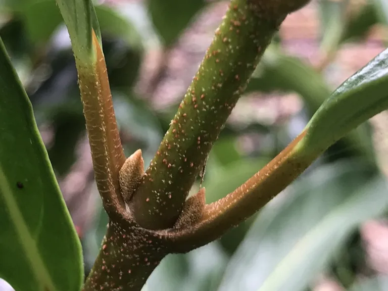 Viburnum odoratissimum var. awabuki 'Chindo' | Brookgreen