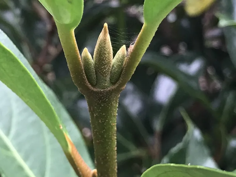 Viburnum odoratissimum var. awabuki 'Chindo' | Brookgreen