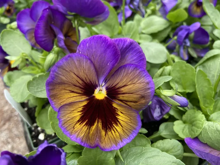 Viola ×wittrockiana 'PAS736727' (Matrix® Midnight Glow) | Brookgreen