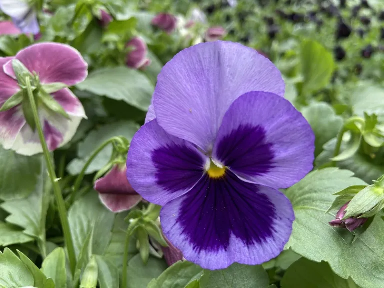 Viola ×wittrockiana (Matrix® Coastal Mix) | Brookgreen