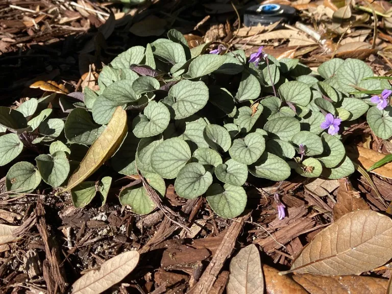 Viola walteri 'Silver Gem' | Brookgreen