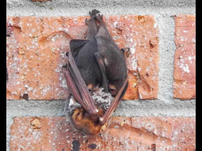 Bats of South Carolina | Brookgreen