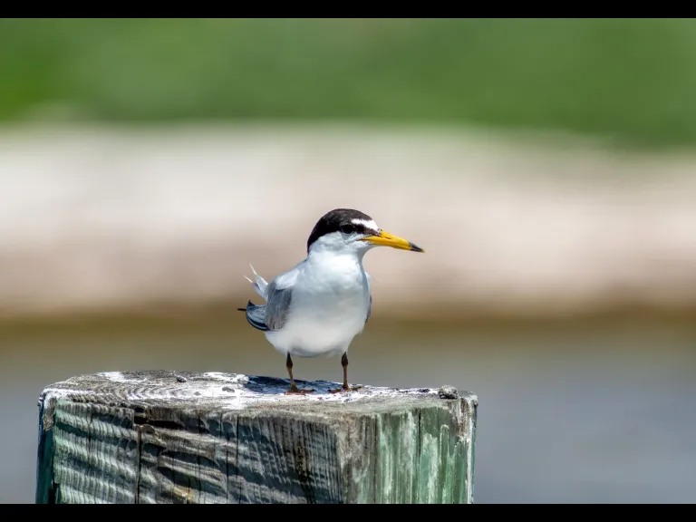 Least Terns – Small but Fierce | Brookgreen