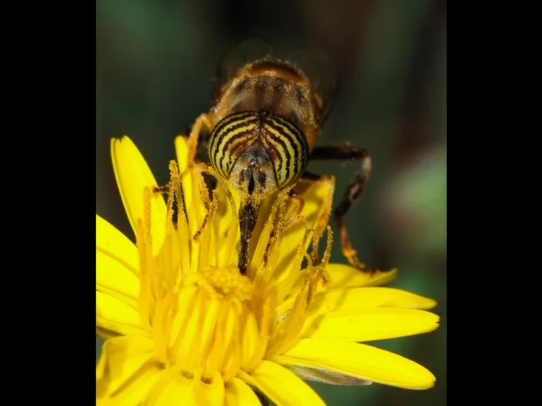 Pollination Ecology | Brookgreen