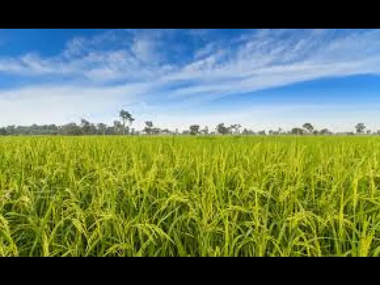 The Environmental History of a South Carolina Rice Field, with Dr ...