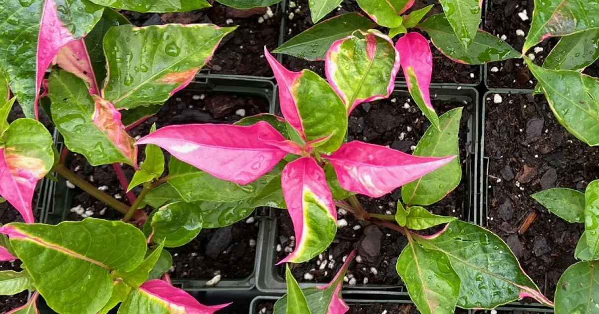 Woolly Pockets | Brookgreen