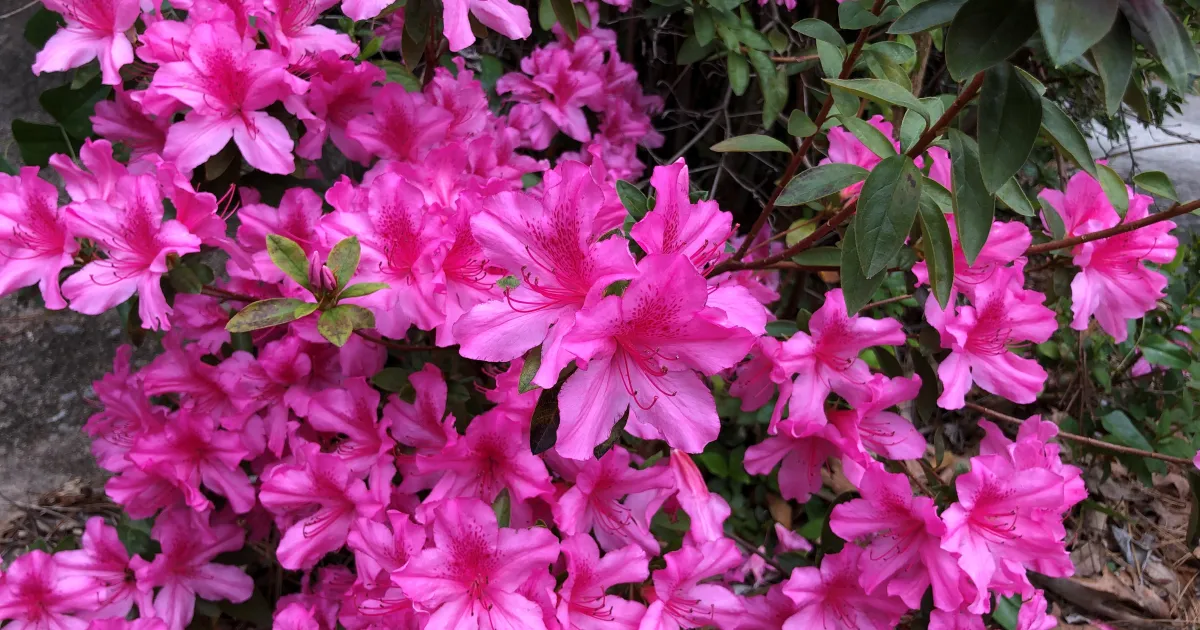 When will the azaleas bloom? | Brookgreen