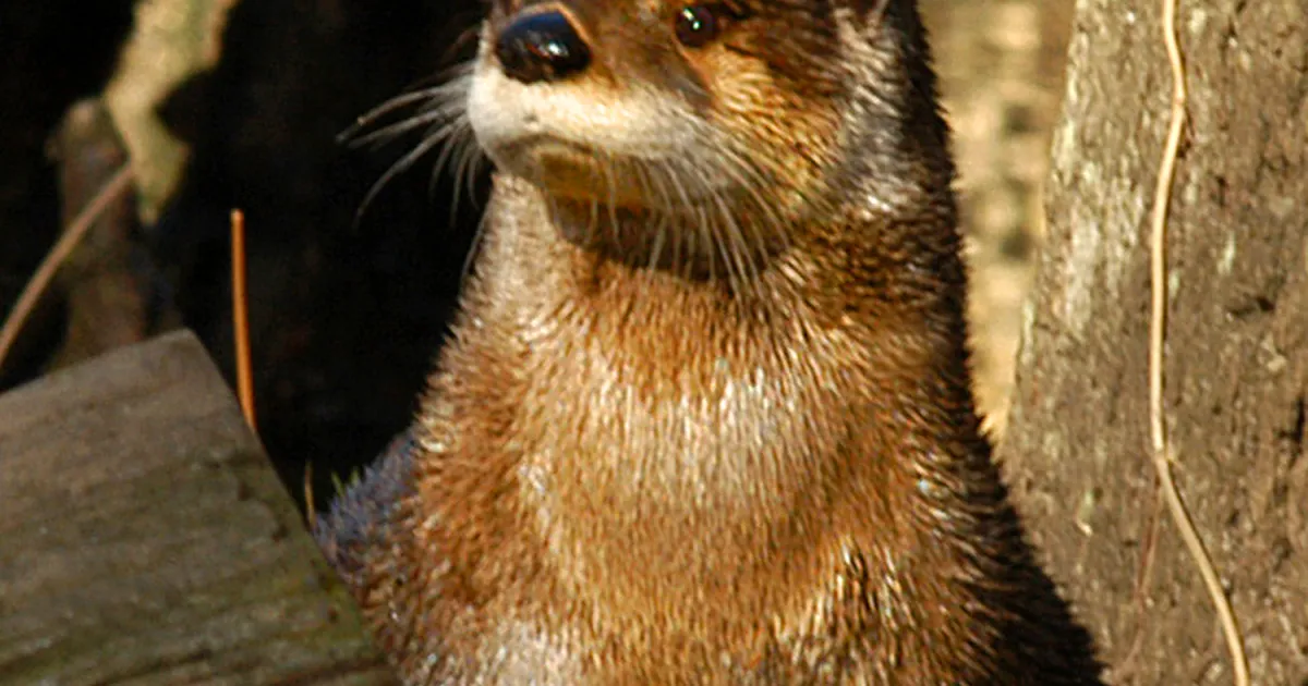 World Otter Day is May 27th! | Brookgreen