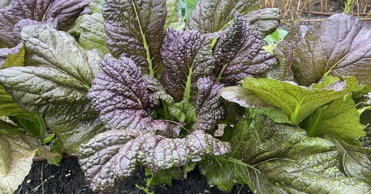 Edibles as Ornamentals: 6 Tasty Plants to Feast Your Eyes Upon | Brookgreen