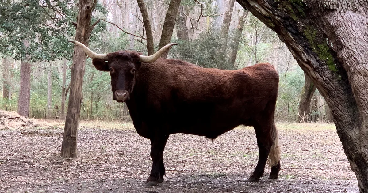 Preparing Brutus for a new Mate | Brookgreen