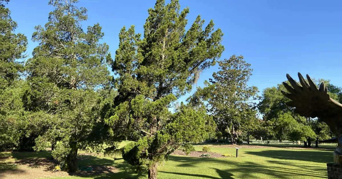 My Top 8 Conifers for the Southeast | Brookgreen
