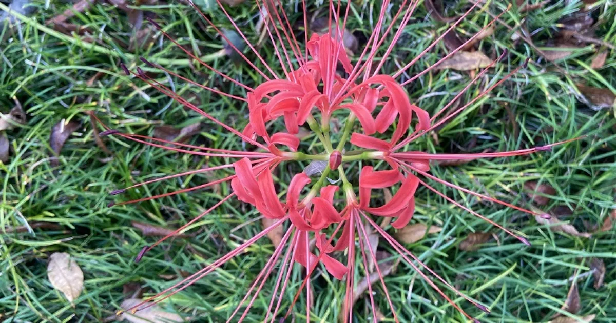 Brookgreen Gardens is Under a Hurricane (lilies) Watch | Brookgreen